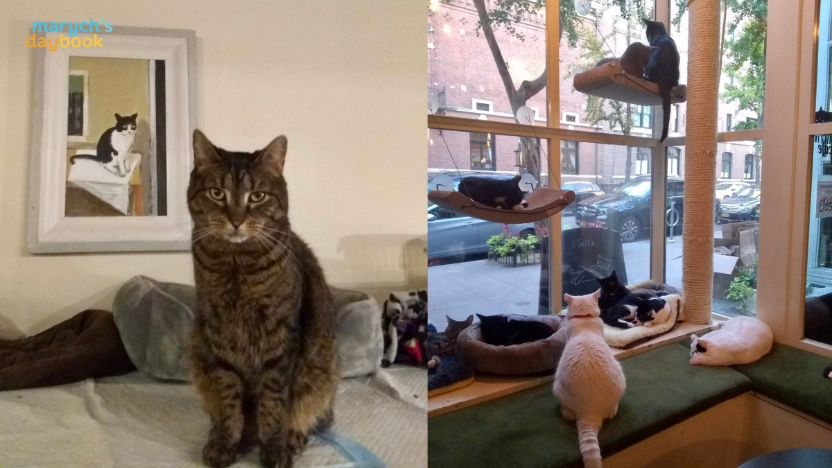 A Day at Brooklyn Cat Cafe